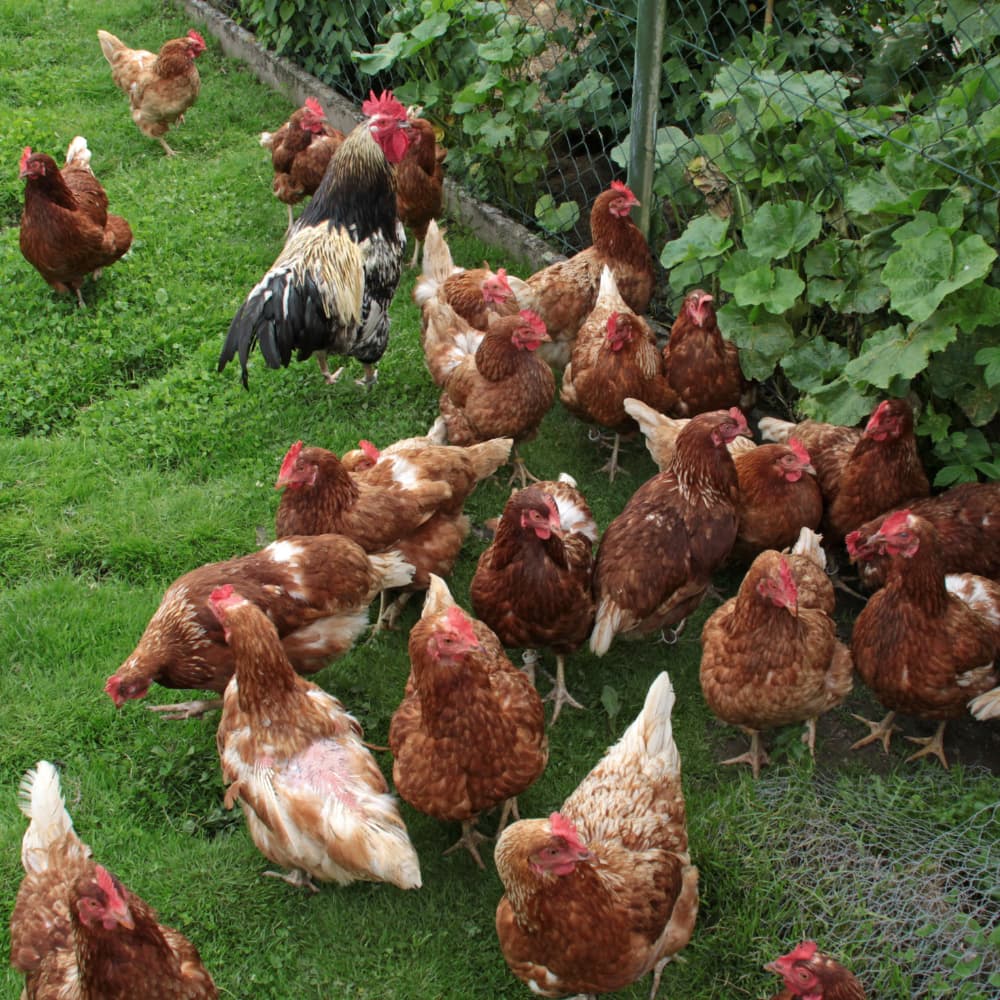 Modern animal breeding - EFFAB