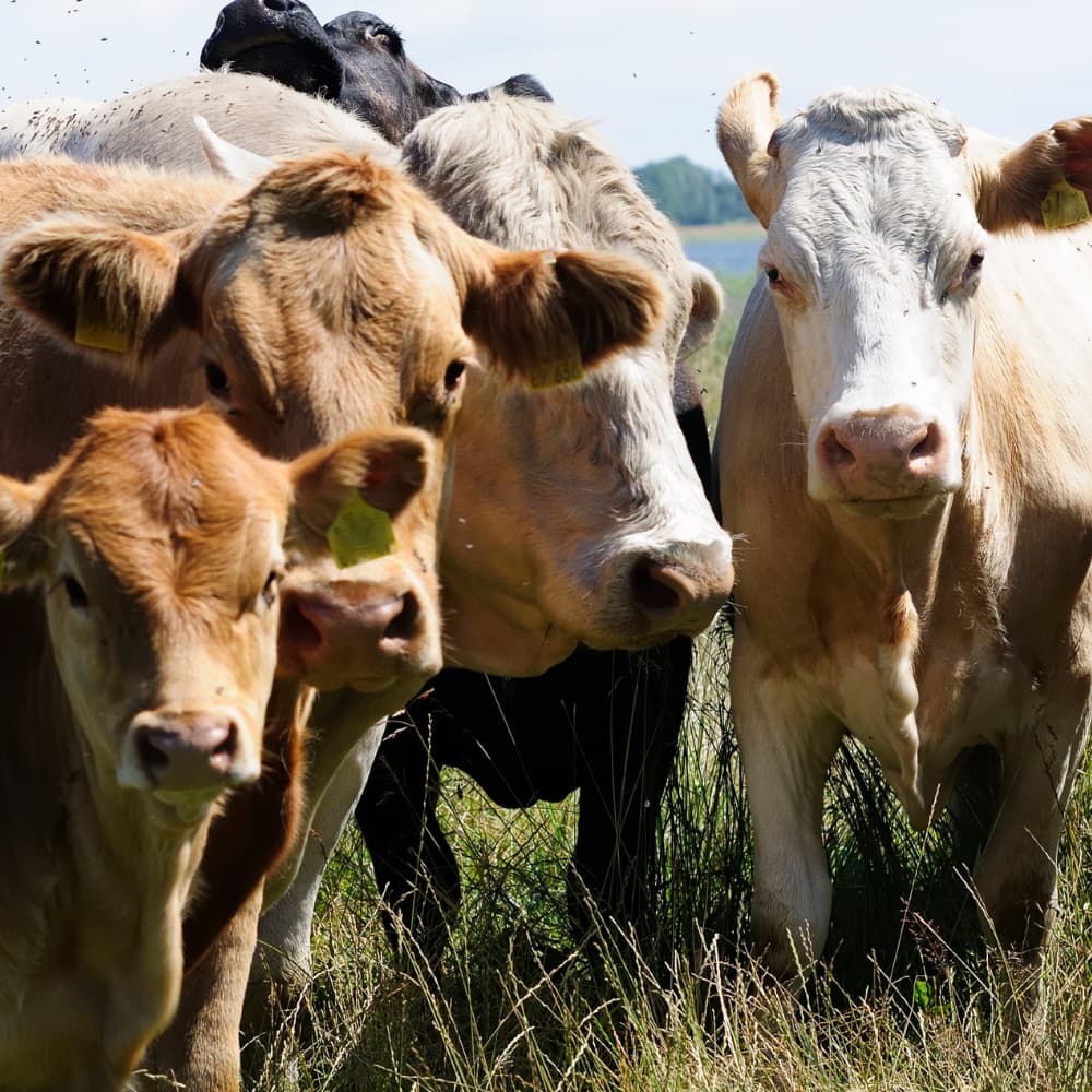 Modern animal breeding - EFFAB