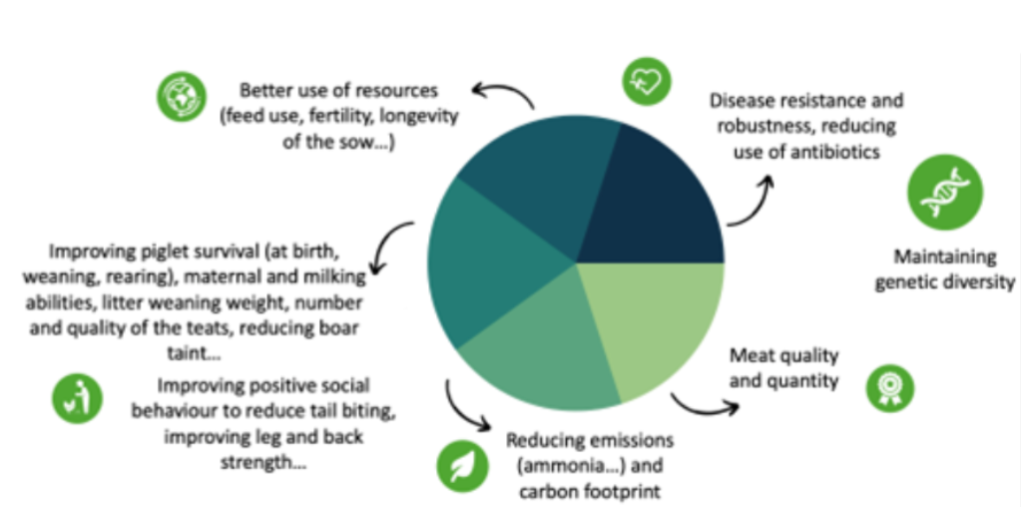 The place of litter size in modern pig breeding: A broad perspective ...